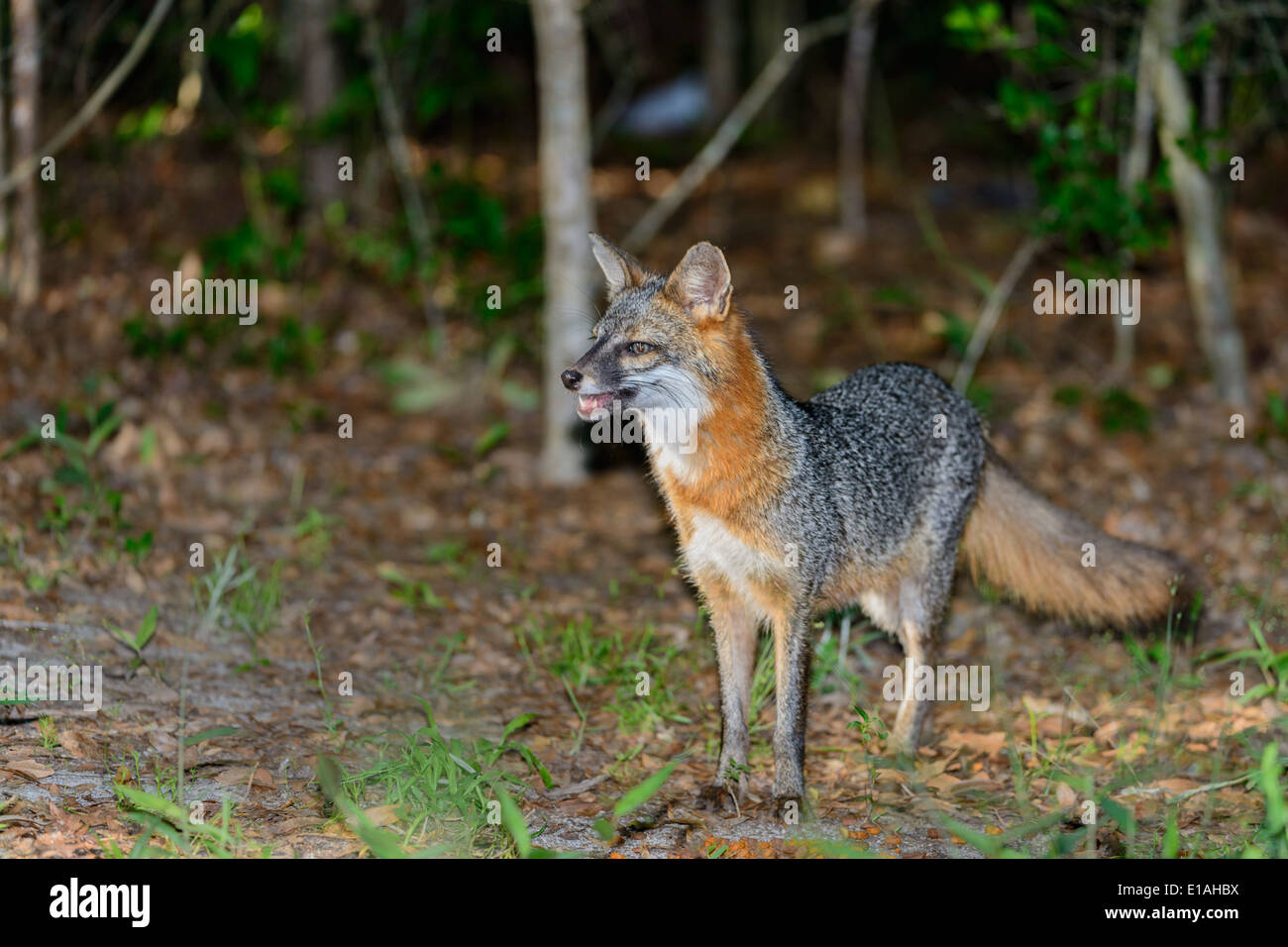 Grauer fuchs -Fotos und -Bildmaterial in hoher Auflösung – Alamy