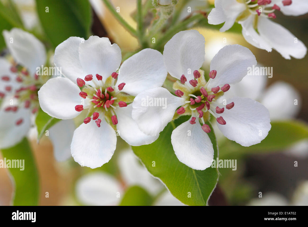 Williams birne -Fotos und -Bildmaterial in hoher Auflösung – Alamy