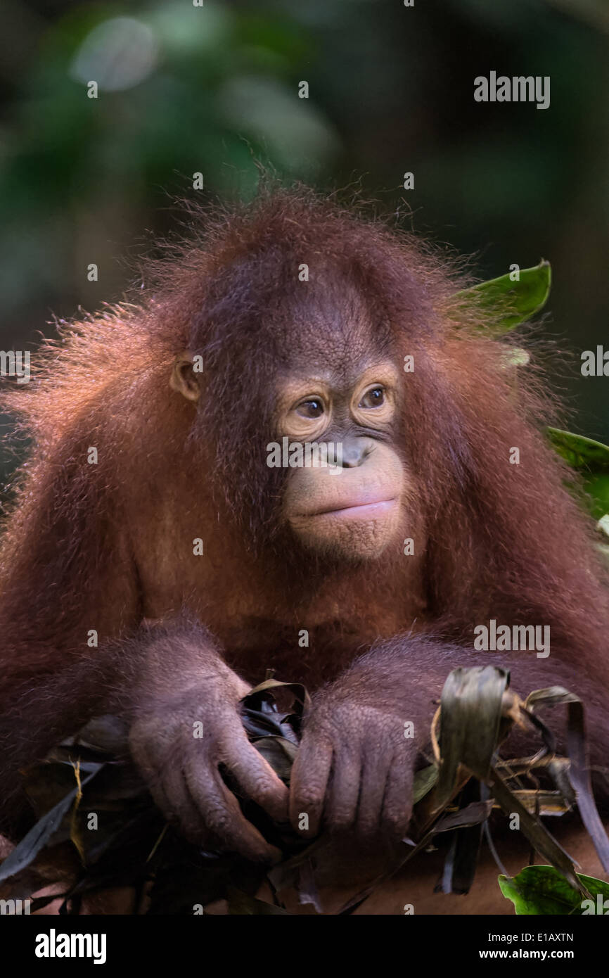 Orang Utan Nest Fotos Und Bildmaterial In Hoher Auflösung Alamy