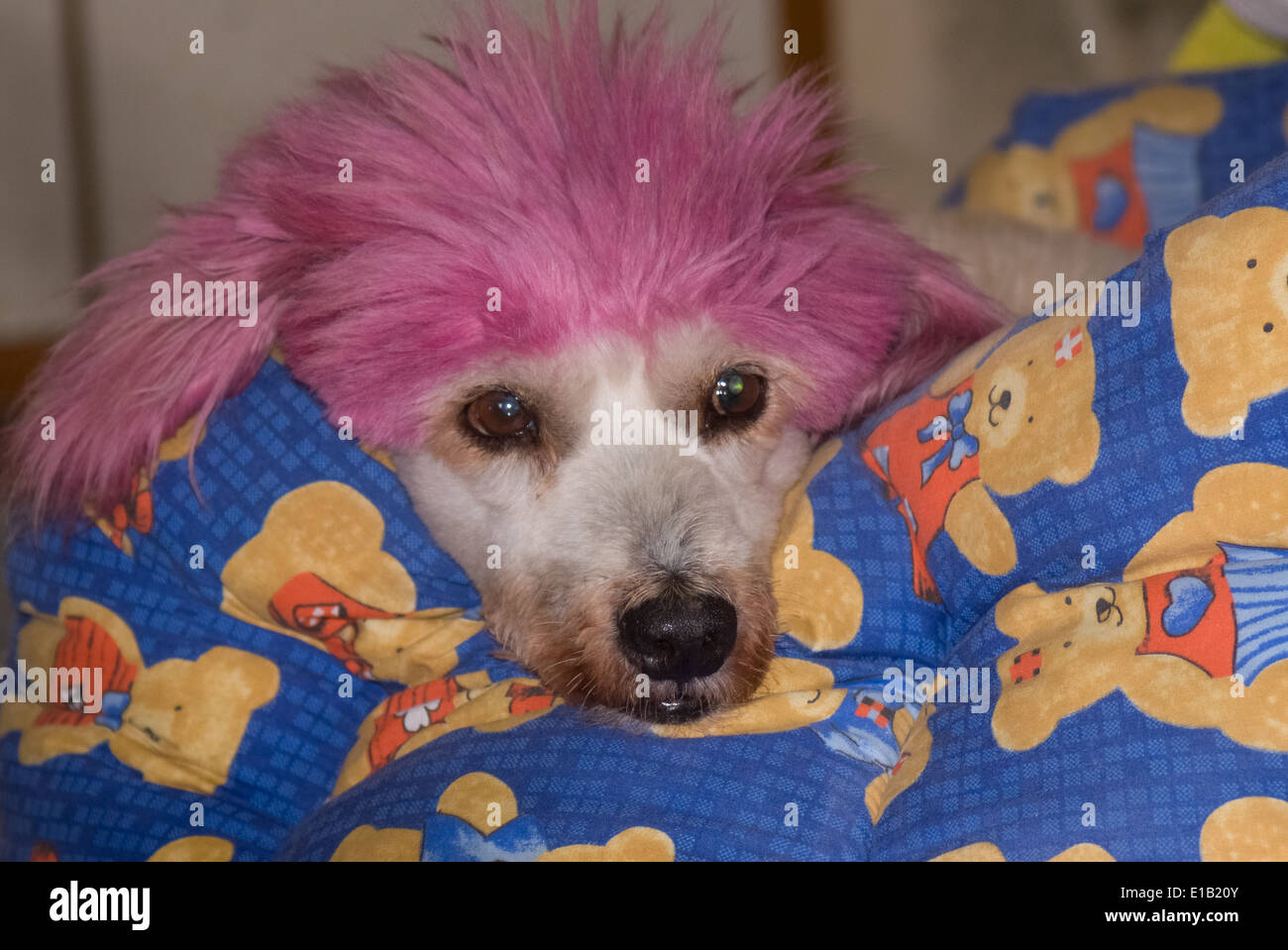 Pudel hund -Fotos und -Bildmaterial in hoher Auflösung – Alamy