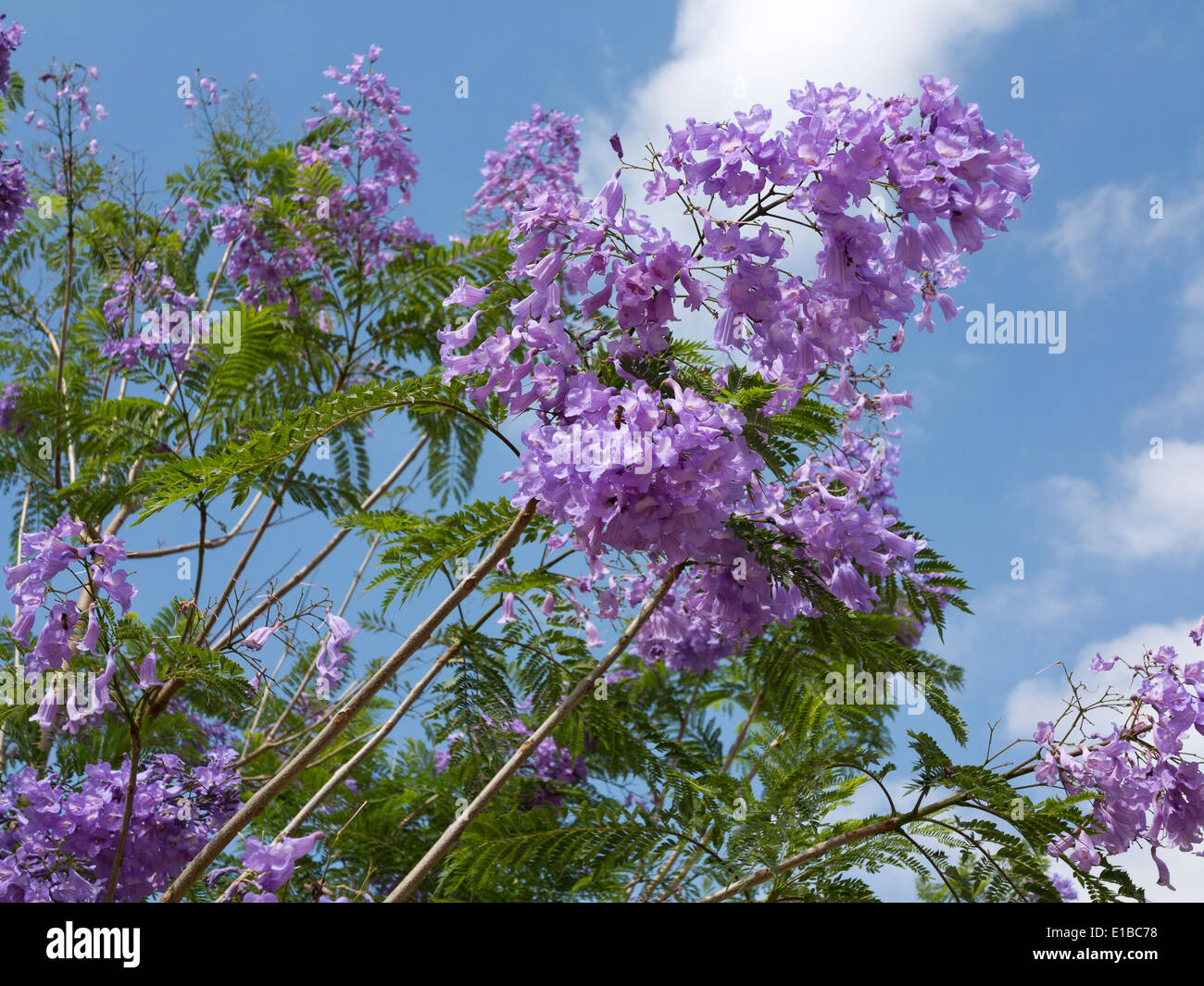 Jacaranda mimosifolia baum -Fotos und -Bildmaterial in hoher Auflösung ...