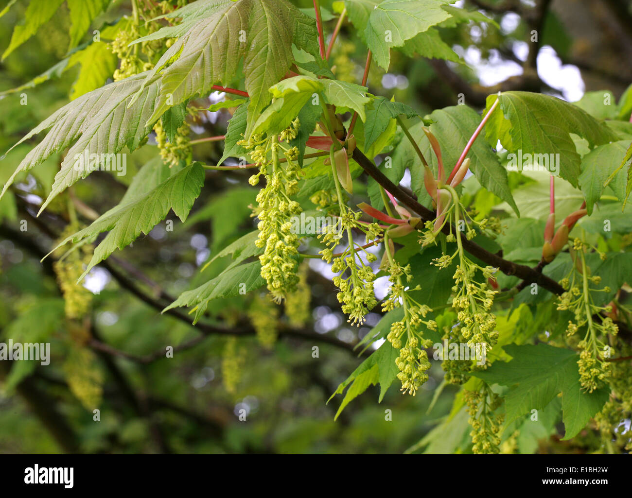 Aceraceae sapindaceae -Fotos und -Bildmaterial in hoher Auflösung – Alamy