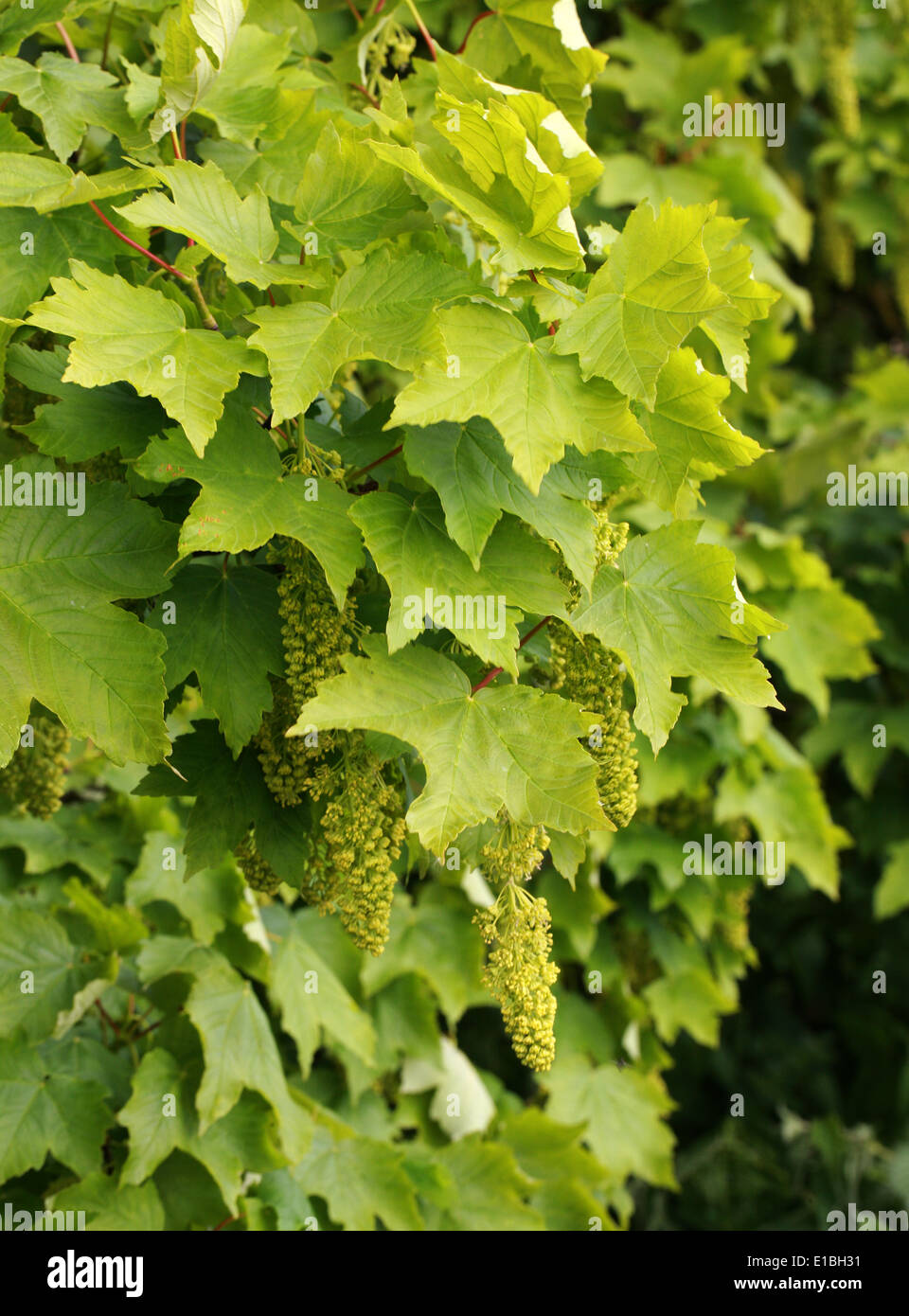 Aceraceae sapindaceae -Fotos und -Bildmaterial in hoher Auflösung – Alamy