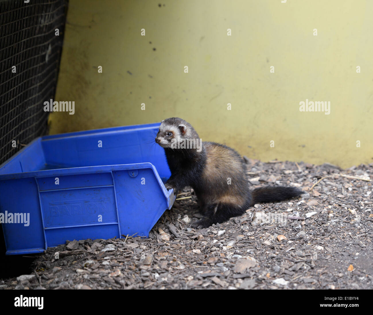 Terrestrial mammals -Fotos und -Bildmaterial in hoher Auflösung – Alamy