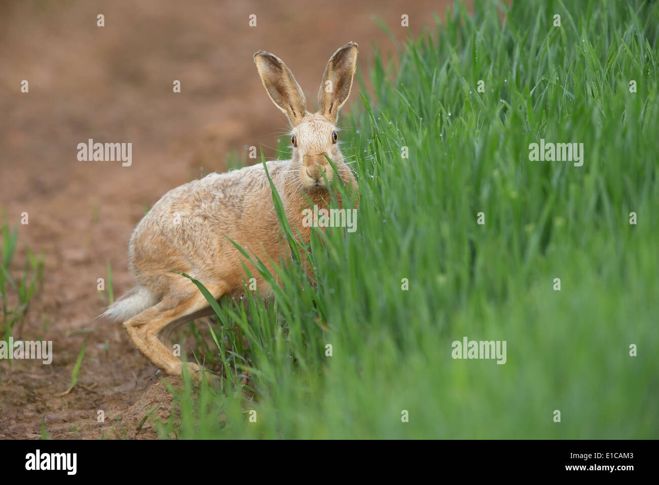 White hare -Fotos und -Bildmaterial in hoher Auflösung – Alamy