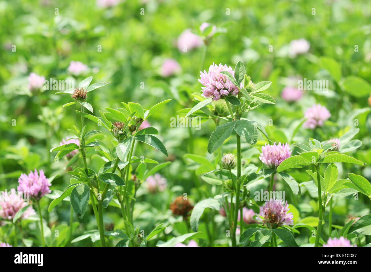 Klee garten -Fotos und -Bildmaterial in hoher Auflösung – Alamy
