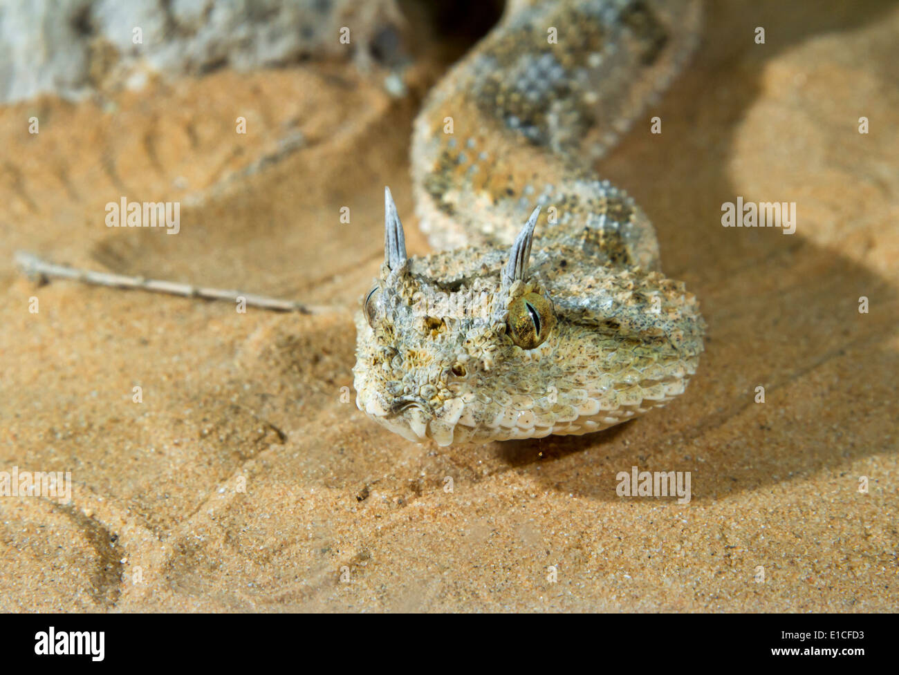 Venomous snakes of the saharan desert -Fotos und -Bildmaterial in hoher ...