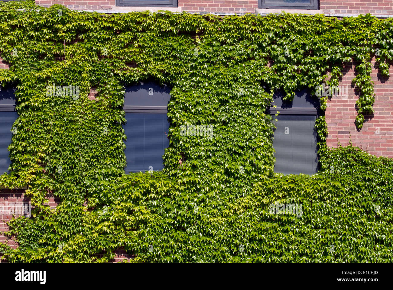 Efeu wand -Fotos und -Bildmaterial in hoher Auflösung – Alamy