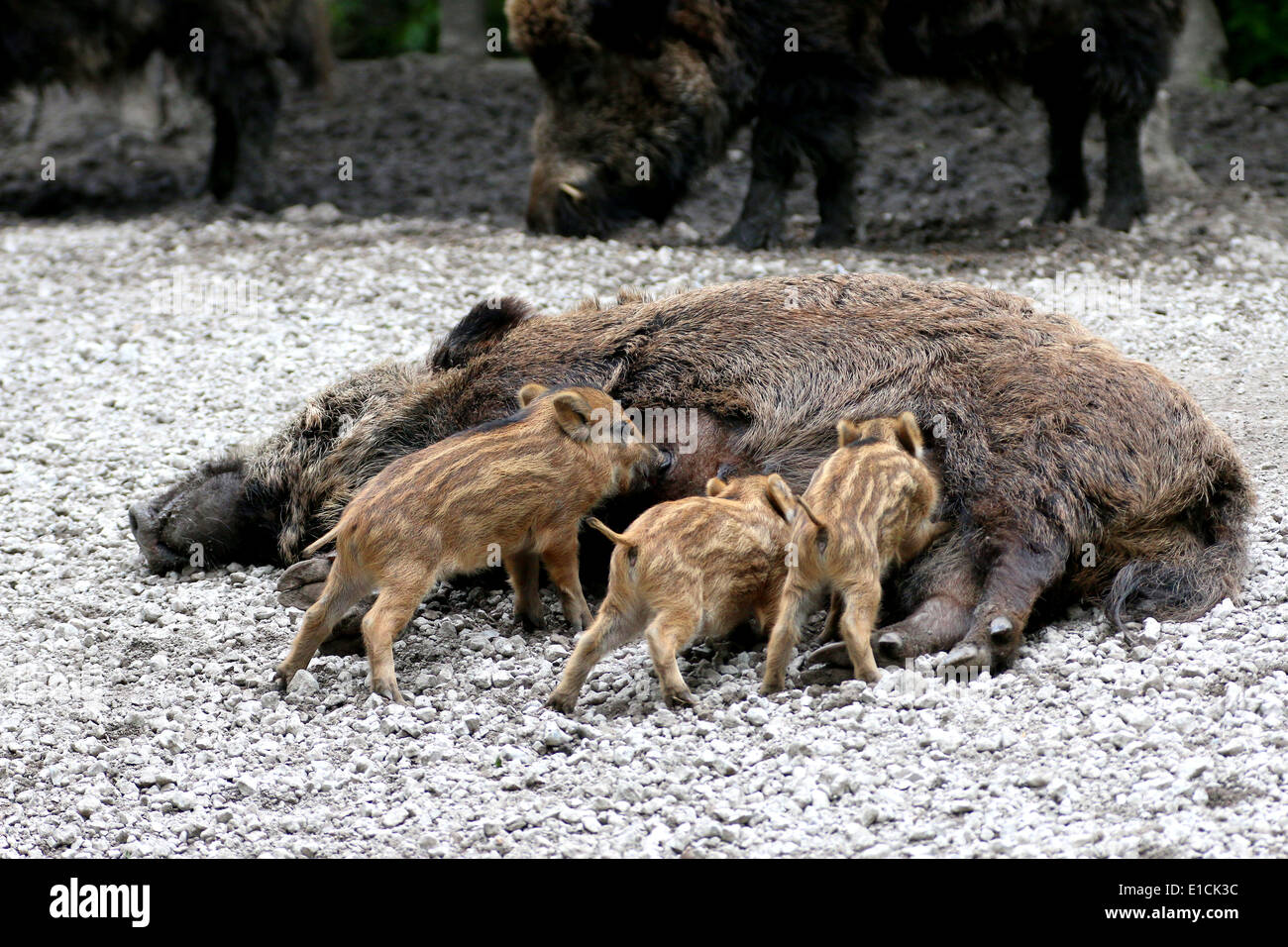 Wildschwein weibliche sus scrofa spanferkel -Fotos und -Bildmaterial in ...