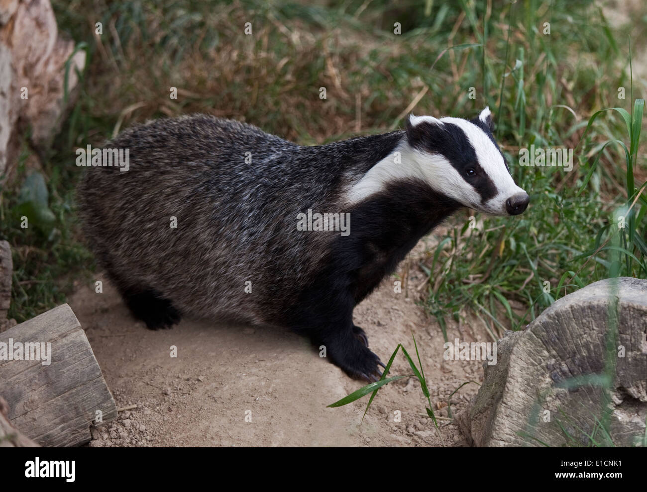 Meles meles family -Fotos und -Bildmaterial in hoher Auflösung – Alamy
