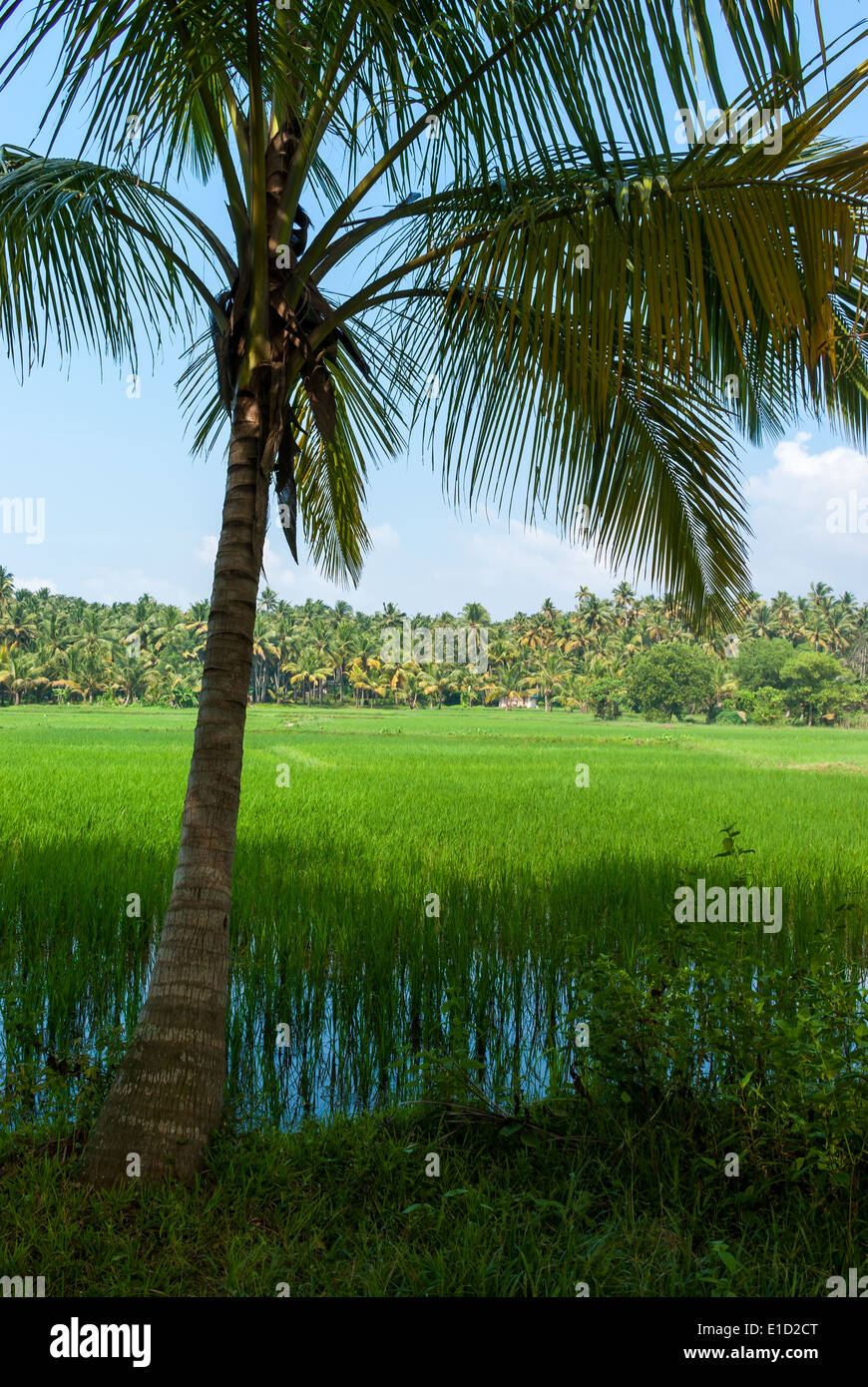 Reisfarm kerala -Fotos und -Bildmaterial in hoher Auflösung – Alamy
