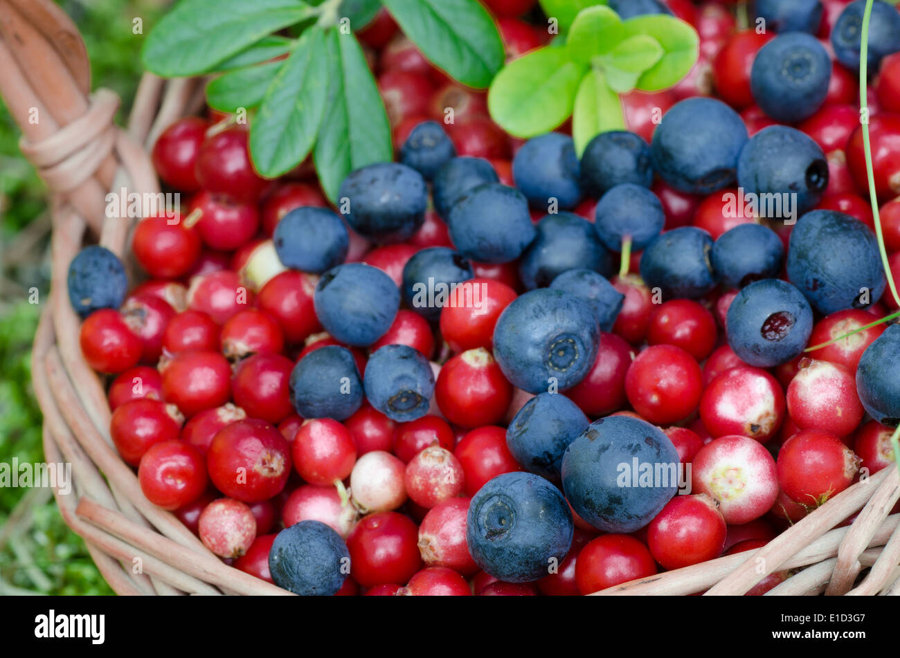 Wald unterholz heidelbeeren -Fotos und -Bildmaterial in hoher Auflösung ...