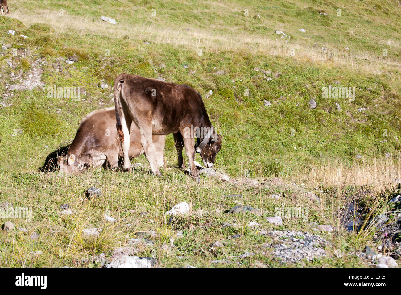 Braun cows -Fotos und -Bildmaterial in hoher Auflösung – Alamy