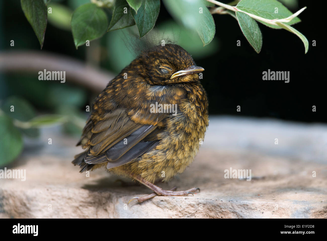 Baby amsel -Fotos und -Bildmaterial in hoher Auflösung – Alamy