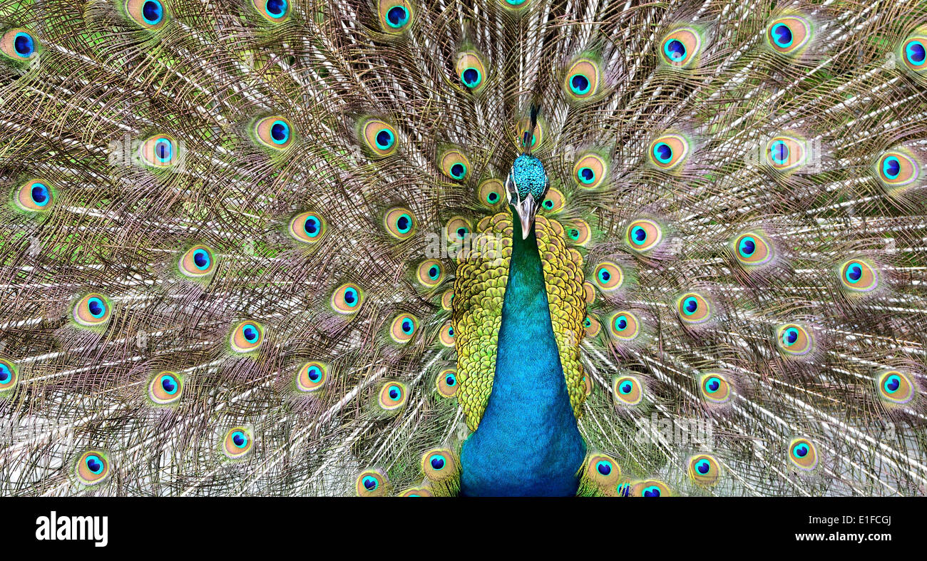 Schöne feder -Fotos und -Bildmaterial in hoher Auflösung – Alamy