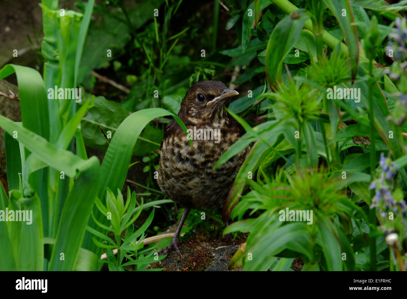 Baby amsel -Fotos und -Bildmaterial in hoher Auflösung – Alamy