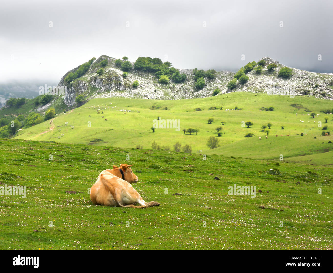 Wiesen kuh -Fotos und -Bildmaterial in hoher Auflösung – Alamy
