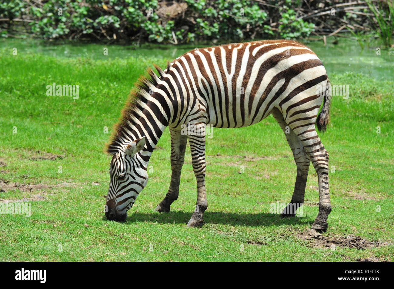 Grasfressende tiere -Fotos und -Bildmaterial in hoher Auflösung – Alamy