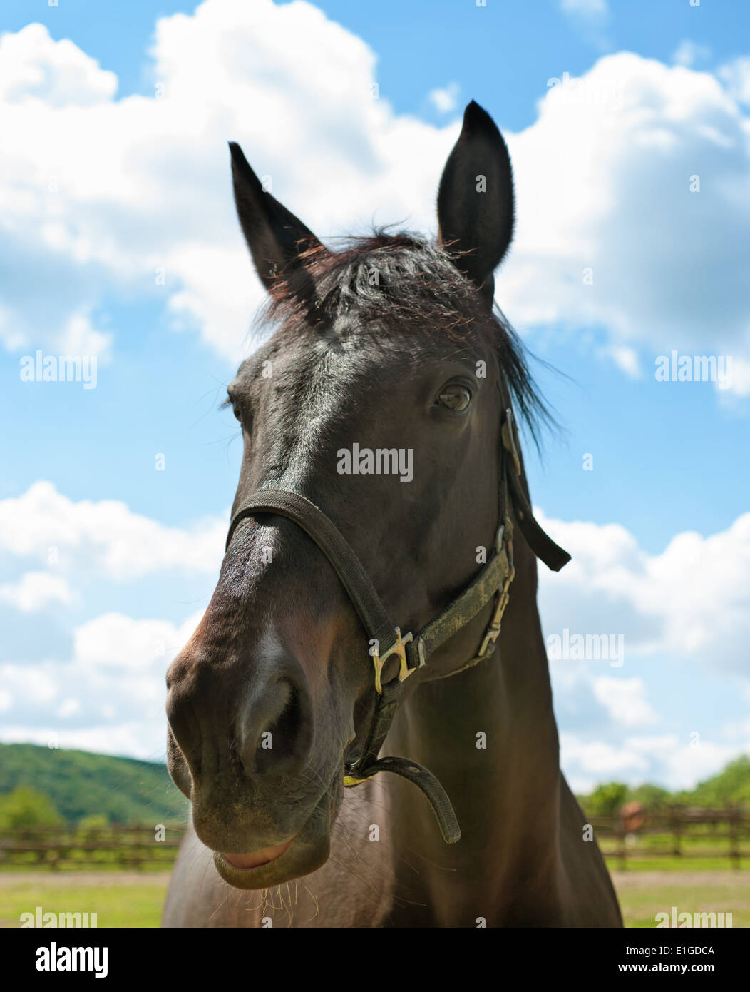 Lustiges pferd -Fotos und -Bildmaterial in hoher Auflösung – Alamy