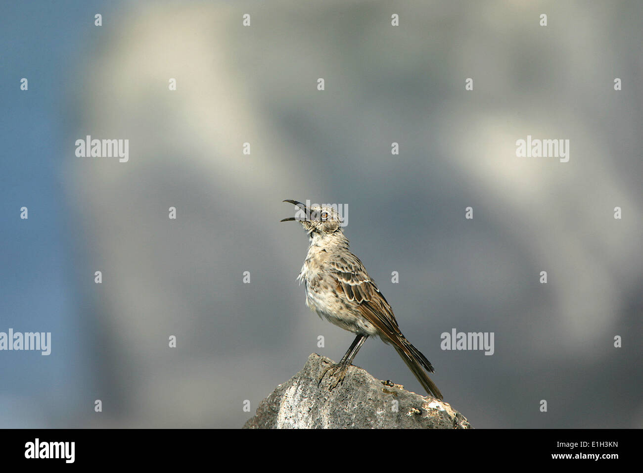 Eine spottdrossel -Fotos und -Bildmaterial in hoher Auflösung – Alamy