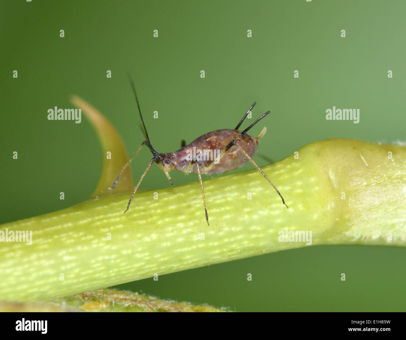 Rose aphid -Fotos und -Bildmaterial in hoher Auflösung – Alamy