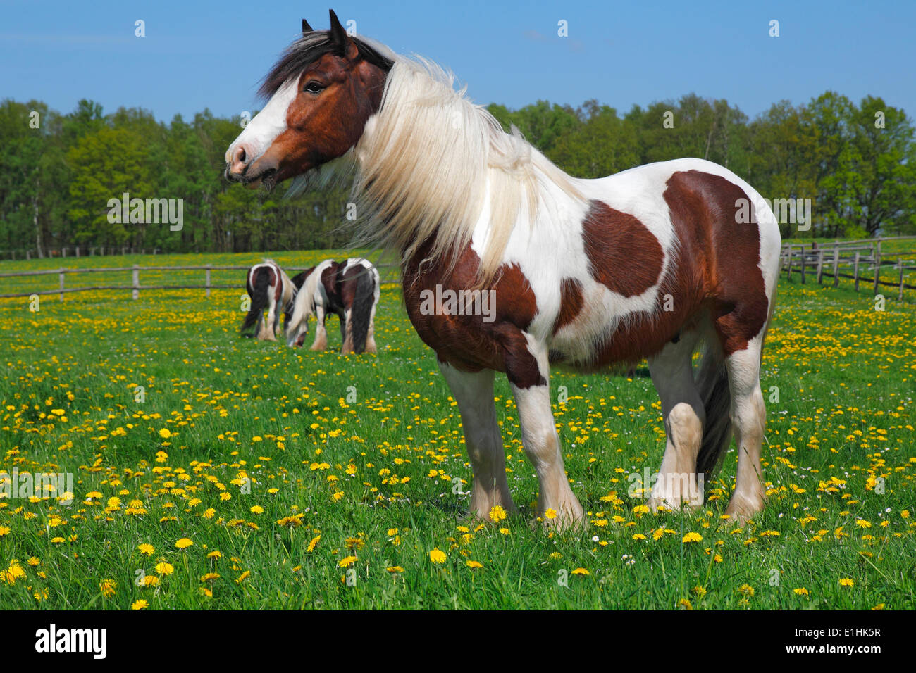 Schleswiger kaltblut -Fotos und -Bildmaterial in hoher Auflösung – Alamy
