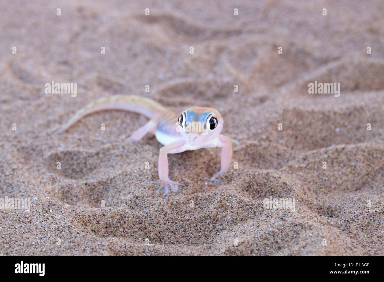 Palmato gecko -Fotos und -Bildmaterial in hoher Auflösung – Alamy