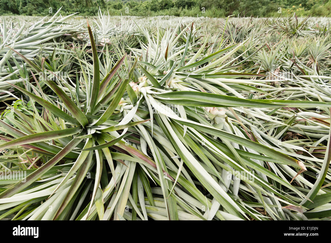 Ananas ernten -Fotos und -Bildmaterial in hoher Auflösung – Alamy