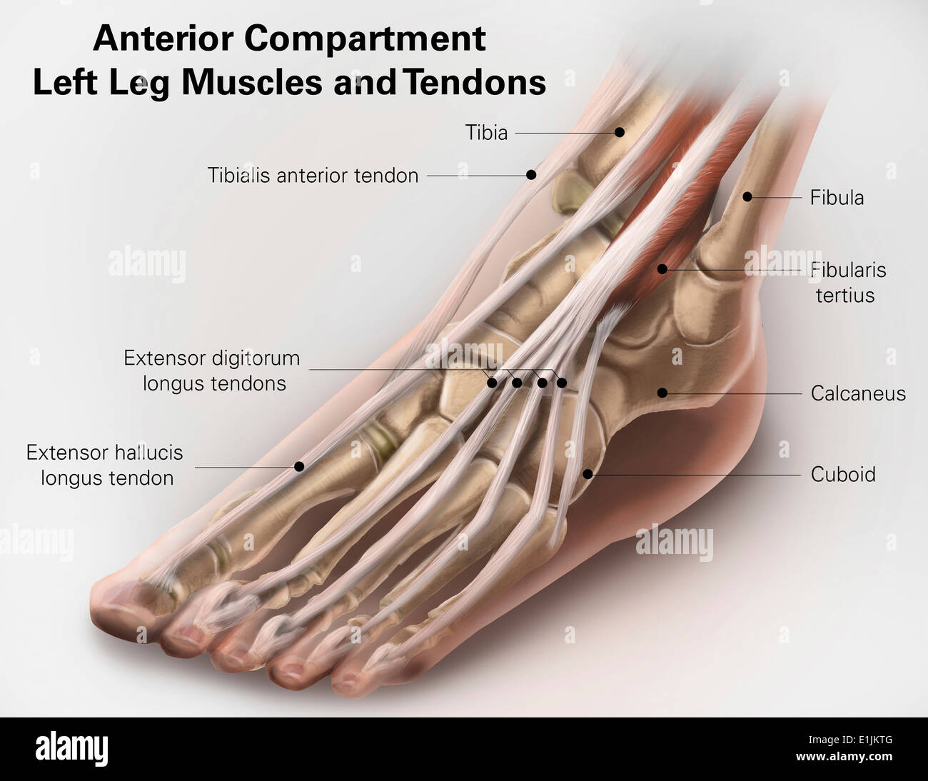 Extensor digitorum longus sehnen -Fotos und -Bildmaterial in hoher ...