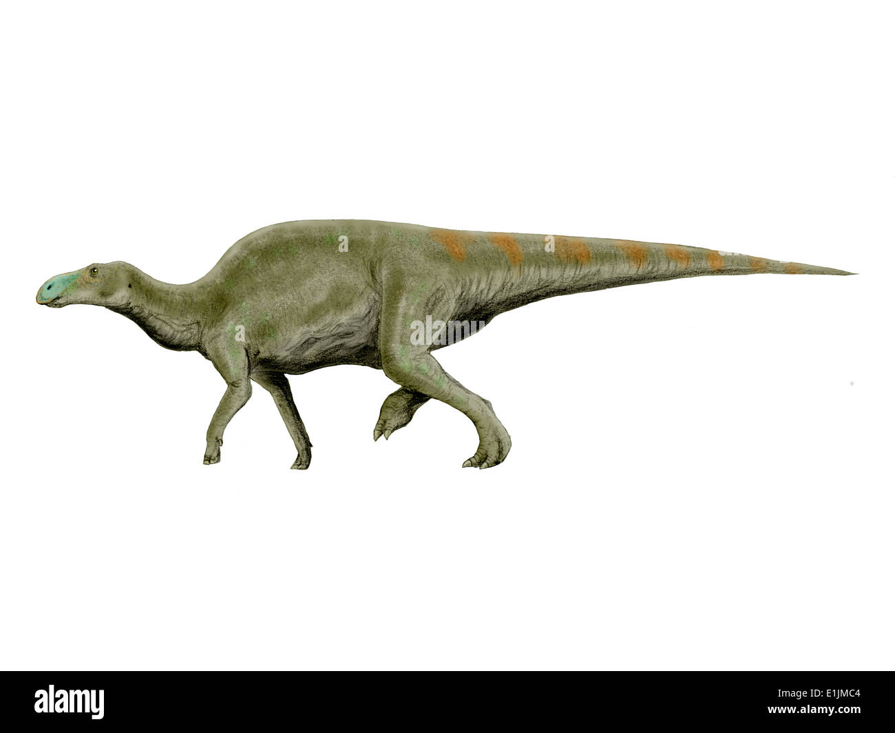 Edmontosaurus dinosaur -Fotos und -Bildmaterial in hoher Auflösung – Alamy