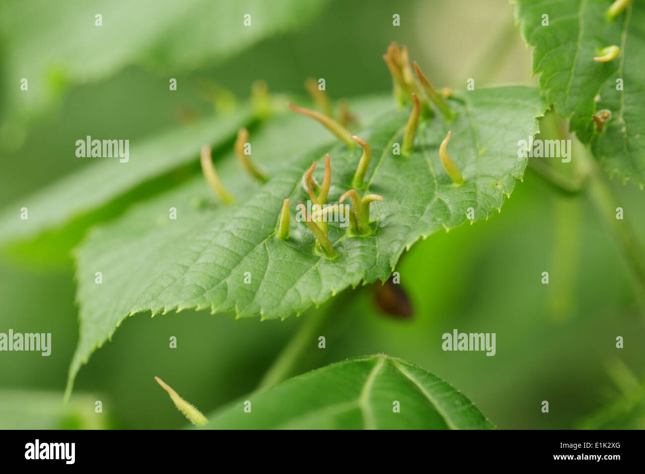 Kalk krankheit -Fotos und -Bildmaterial in hoher Auflösung – Alamy