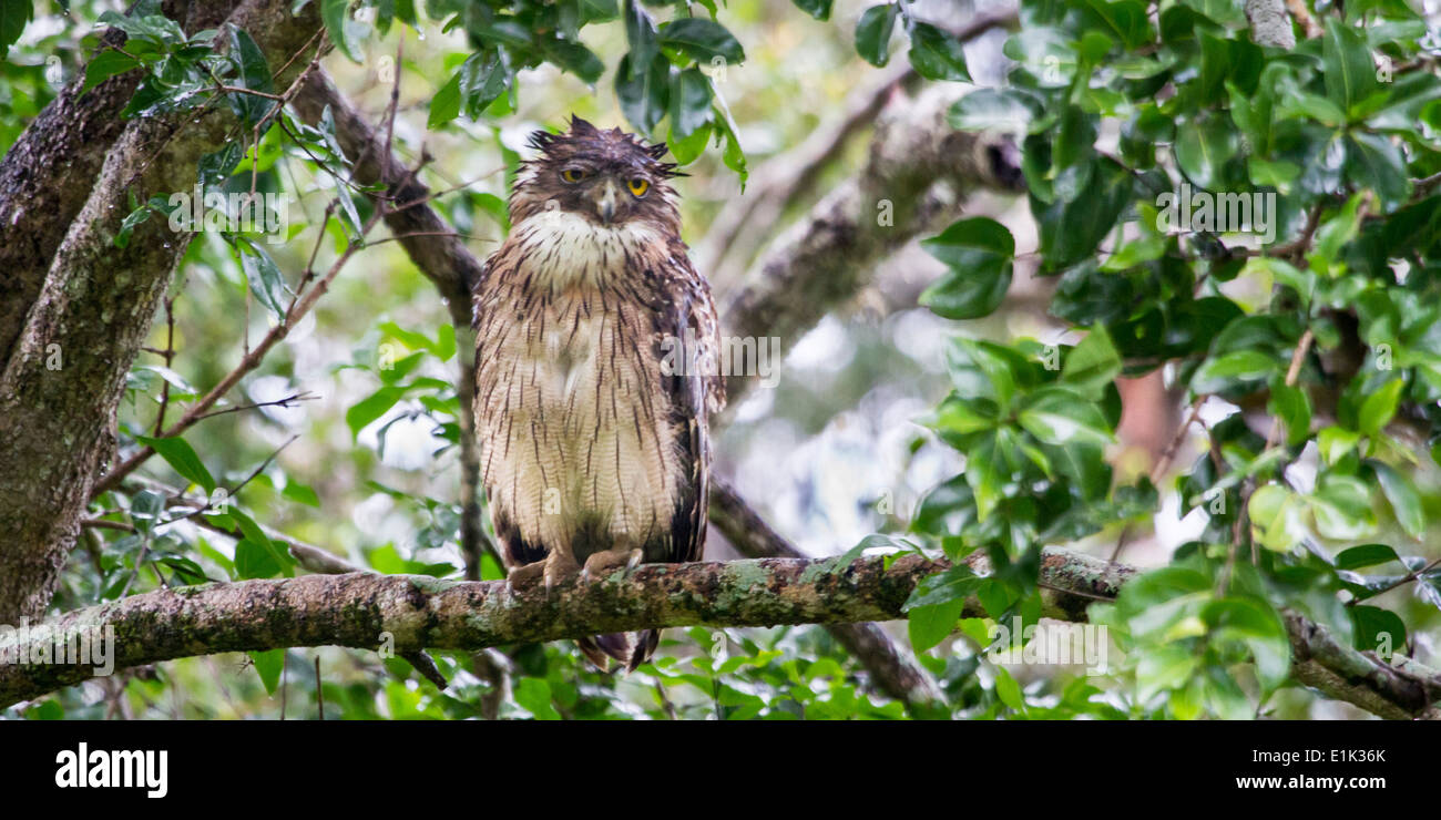 Nasse Eule Stockfotos und -bilder Kaufen - Alamy