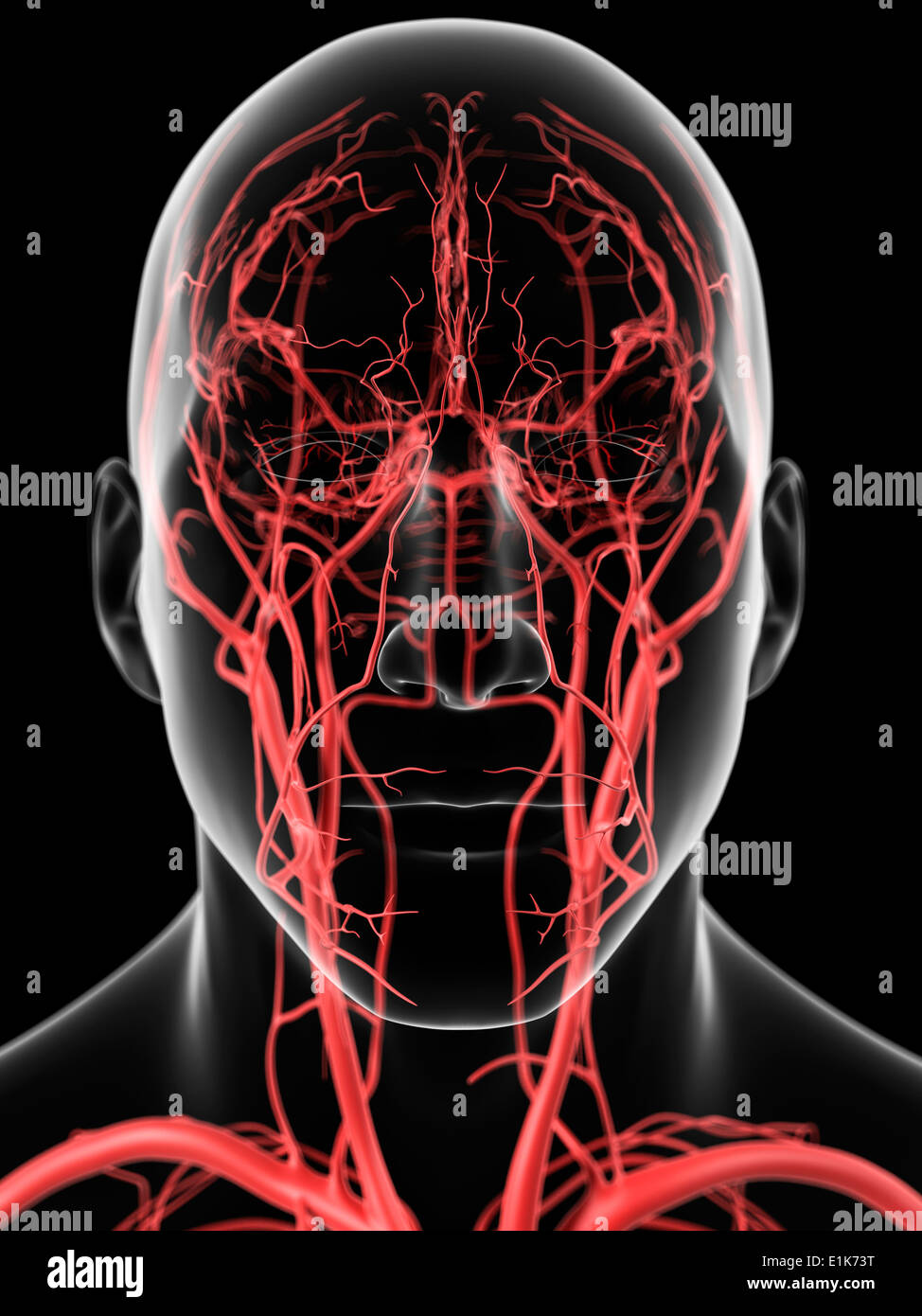 Arterien des gesichts -Fotos und -Bildmaterial in hoher Auflösung – Alamy