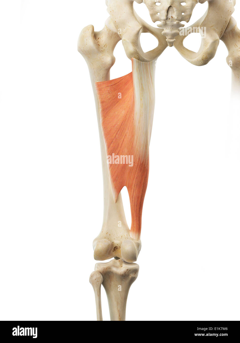 Adductor magnus -Fotos und -Bildmaterial in hoher Auflösung – Alamy