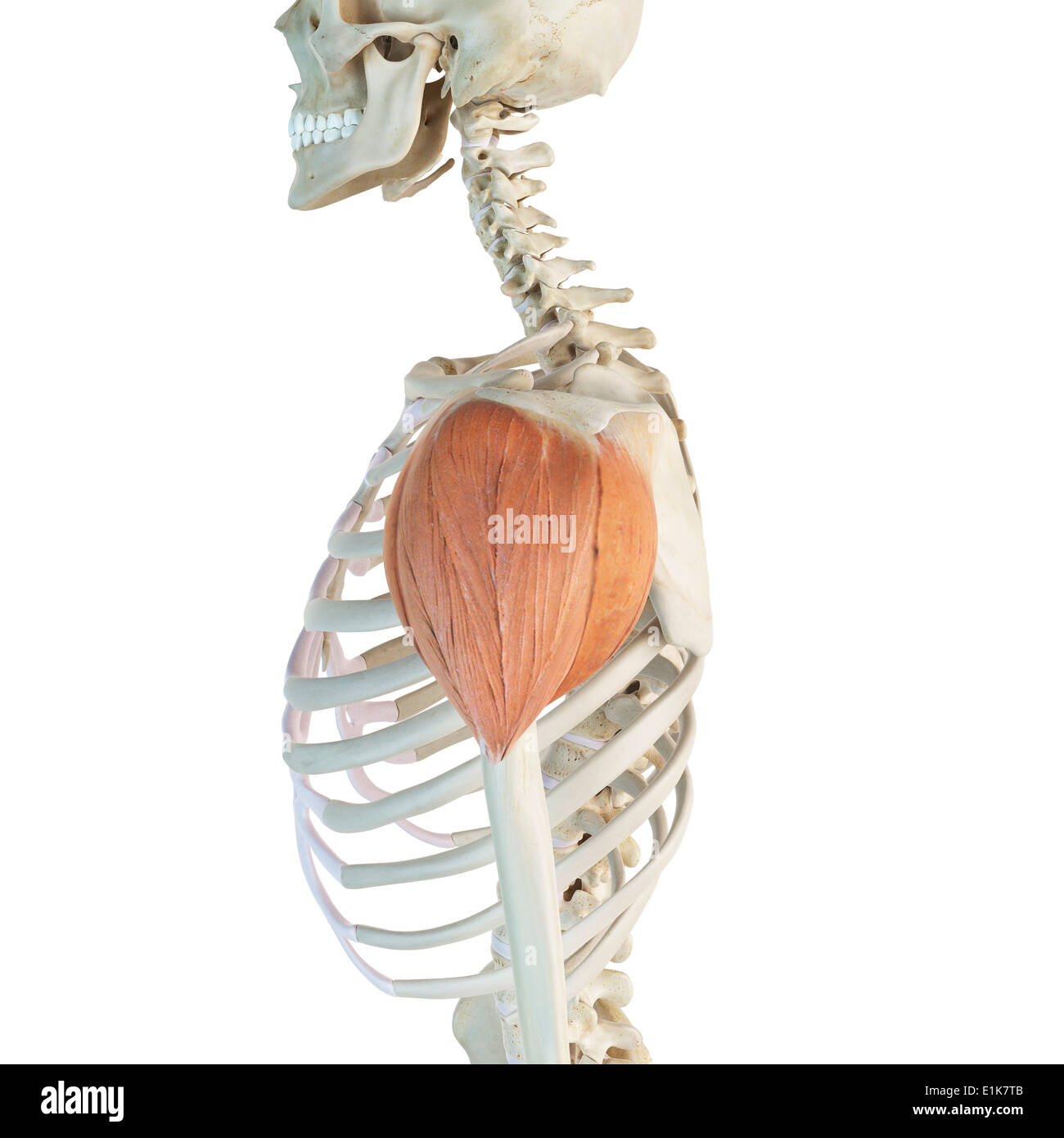 Der Musculus deltoideus Computer Artwork Stockfoto, Bild: 69879387 - Alamy