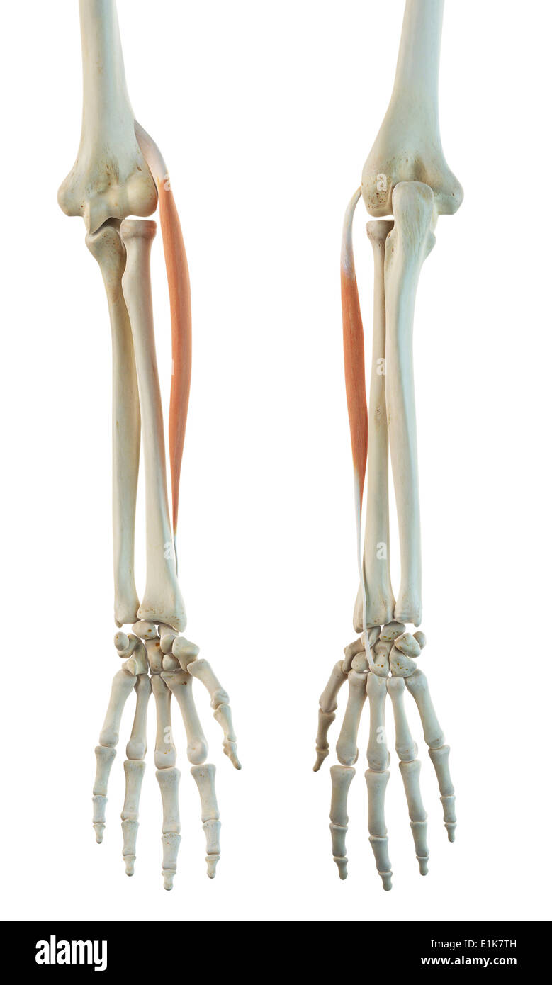 Musculus extensor carpi radialis longus Ausgeschnittene Stockfotos und ...