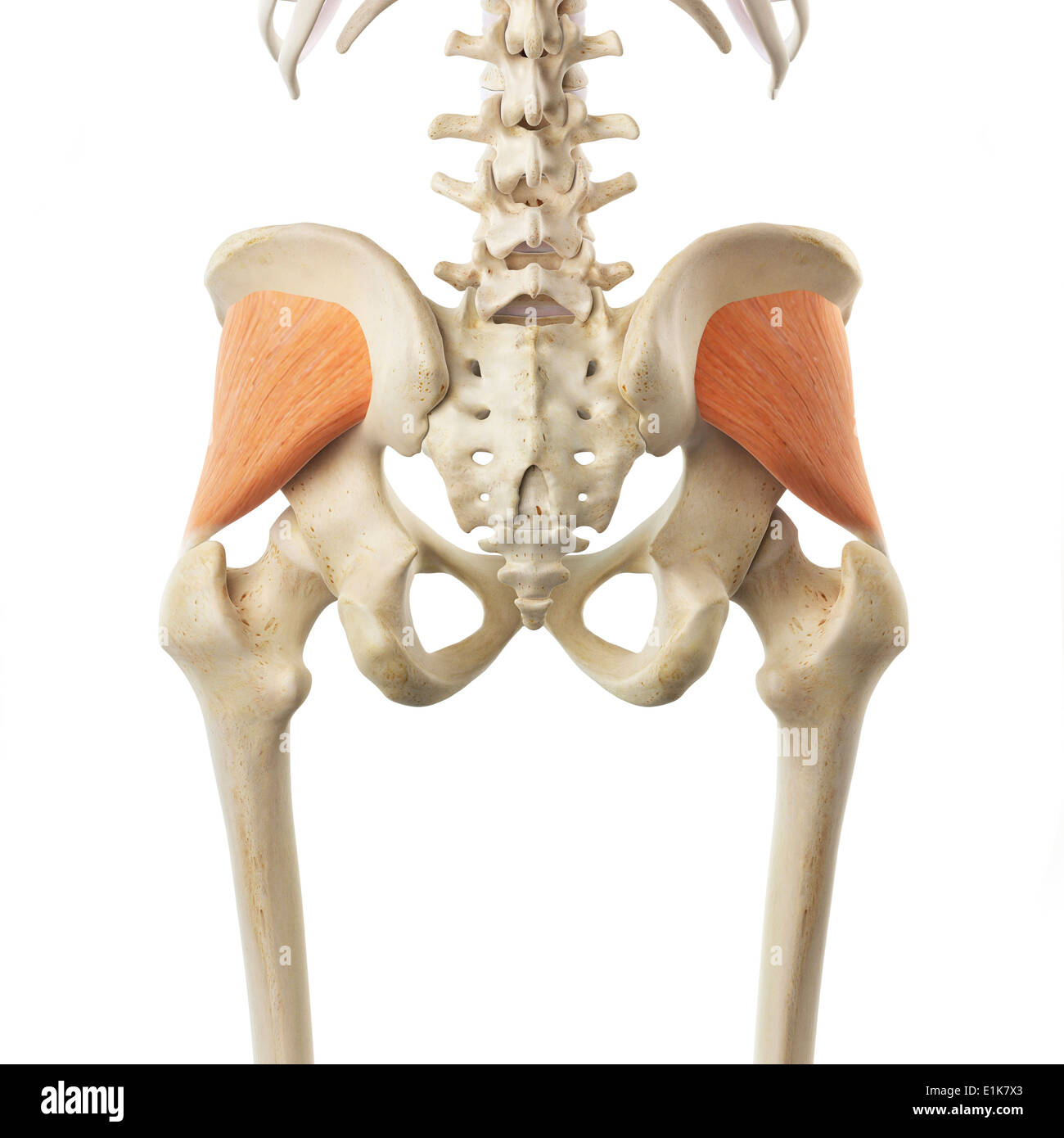 Gluteus minimus -Fotos und -Bildmaterial in hoher Auflösung – Alamy