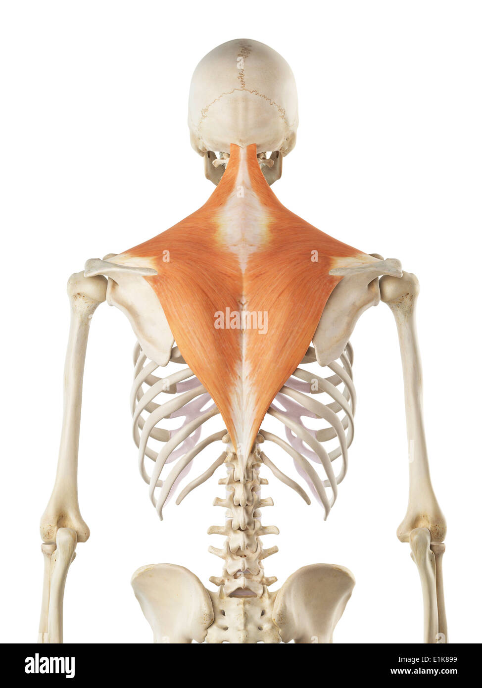 Illustration trapezius muscle anatomy -Fotos und -Bildmaterial in hoher ...