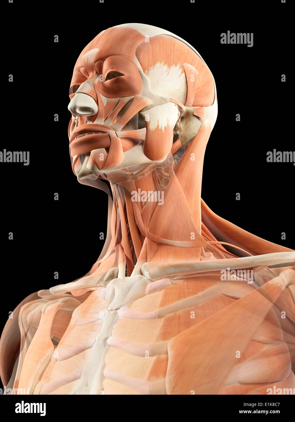Menschliche muskeln kopf -Fotos und -Bildmaterial in hoher Auflösung ...