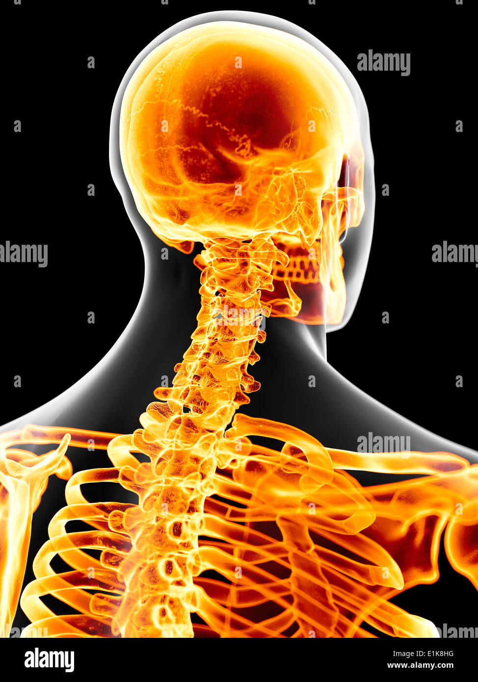 Knochen kopf hals anatomie biologie -Fotos und -Bildmaterial in hoher ...