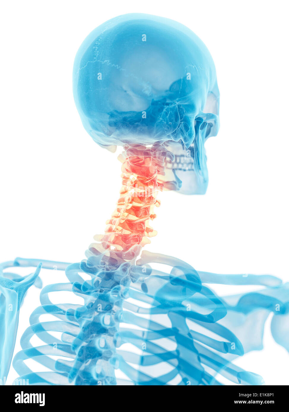 Knochen kopf hals anatomie biologie -Fotos und -Bildmaterial in hoher ...