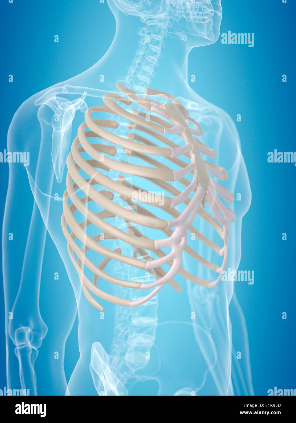 Der menschliche körper brustkorb -Fotos und -Bildmaterial in hoher ...