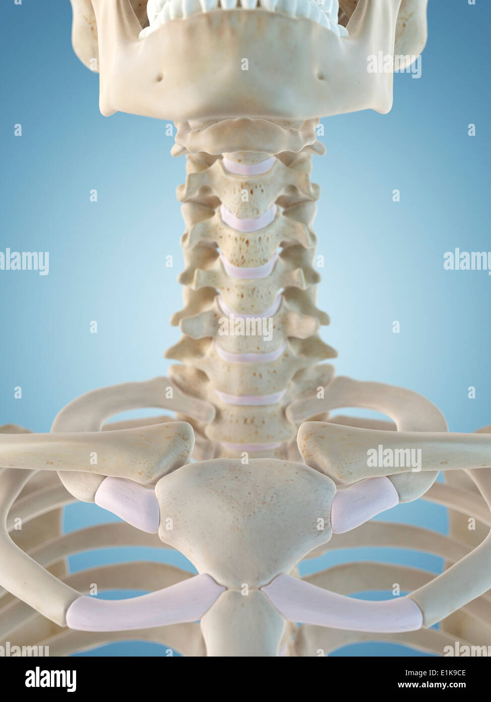 Knochen kopf hals anatomie biologie -Fotos und -Bildmaterial in hoher ...