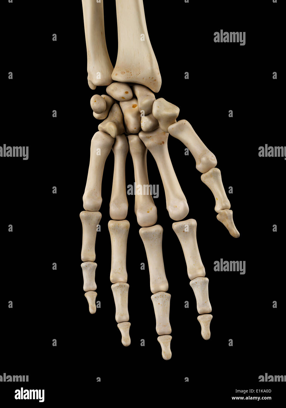 Menschliche Hand Knochen Computer Artwork Stockfotografie - Alamy