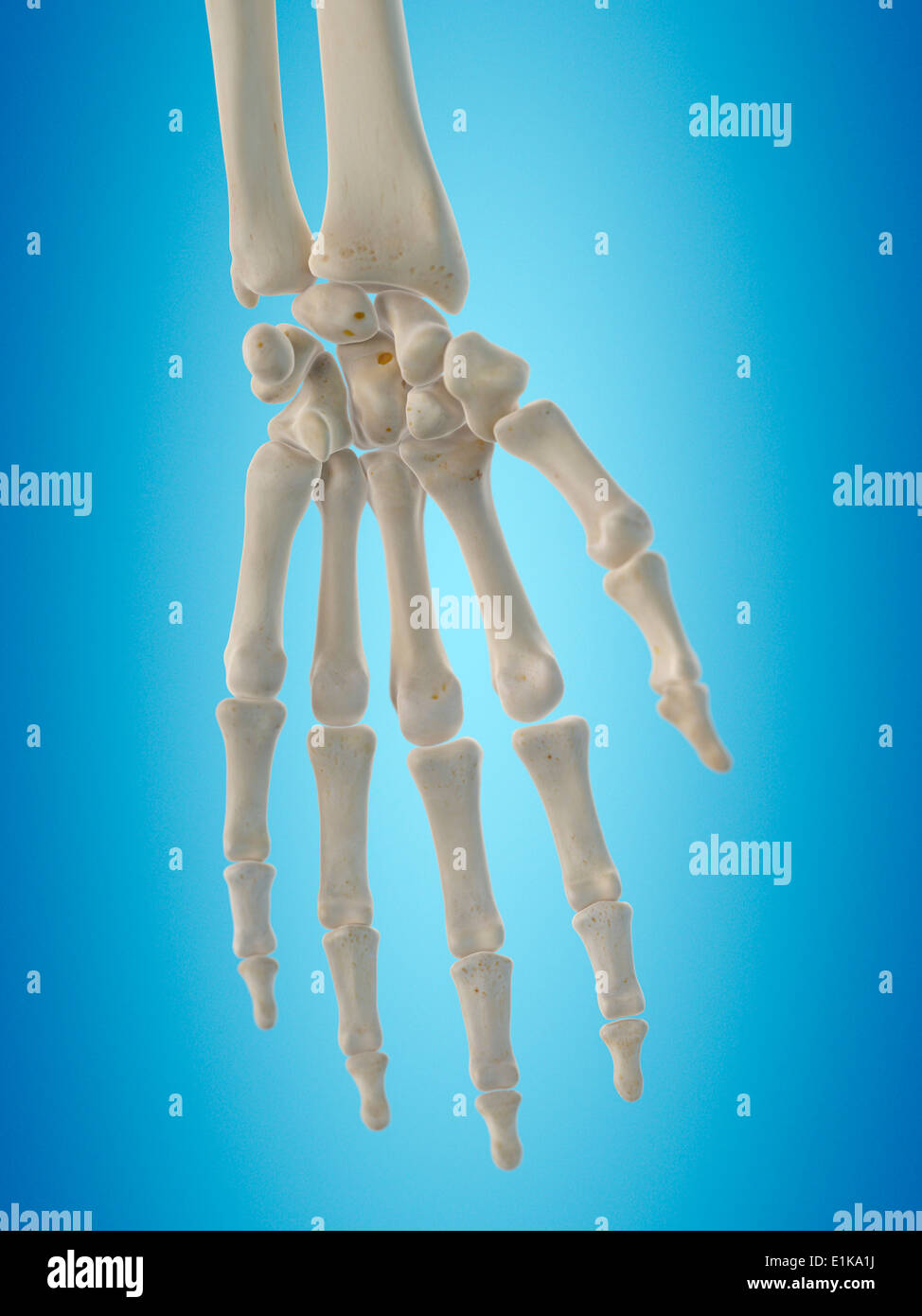 Menschliche Hand Knochen Computer Artwork Stockfotografie - Alamy