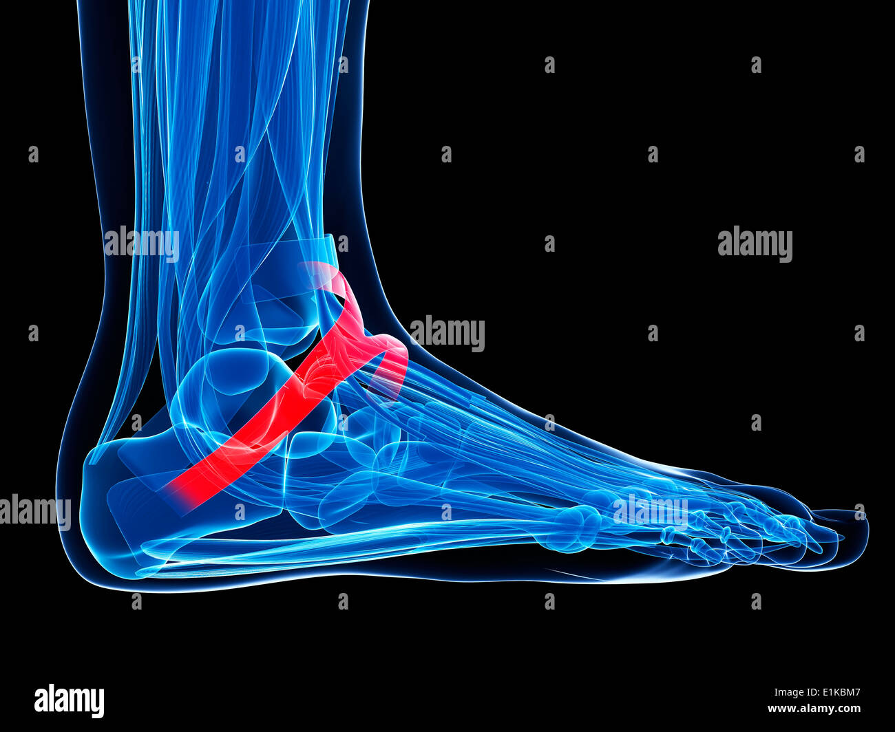 Unterer teil des vorderen ringbandes -Fotos und -Bildmaterial in hoher ...