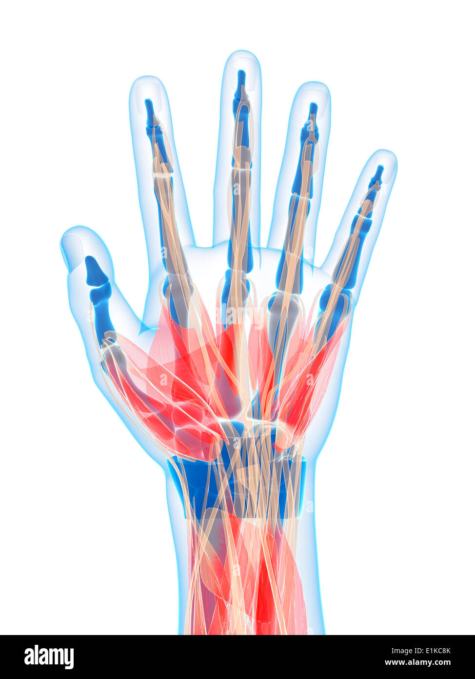 Anatomy muscles hand -Fotos und -Bildmaterial in hoher Auflösung – Alamy