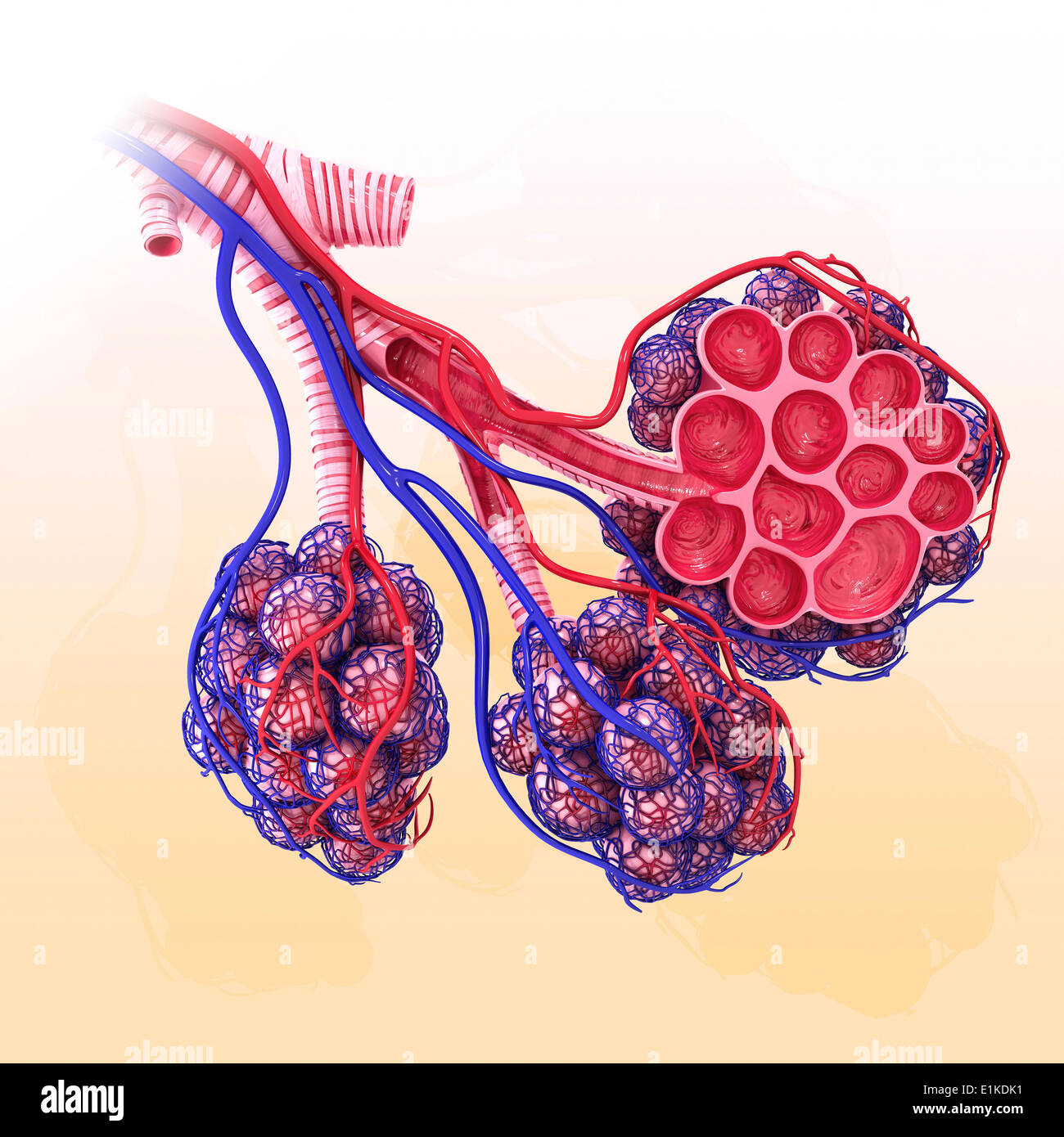 Alveolen und Kapillaren Stockfotos und -bilder Kaufen - Alamy