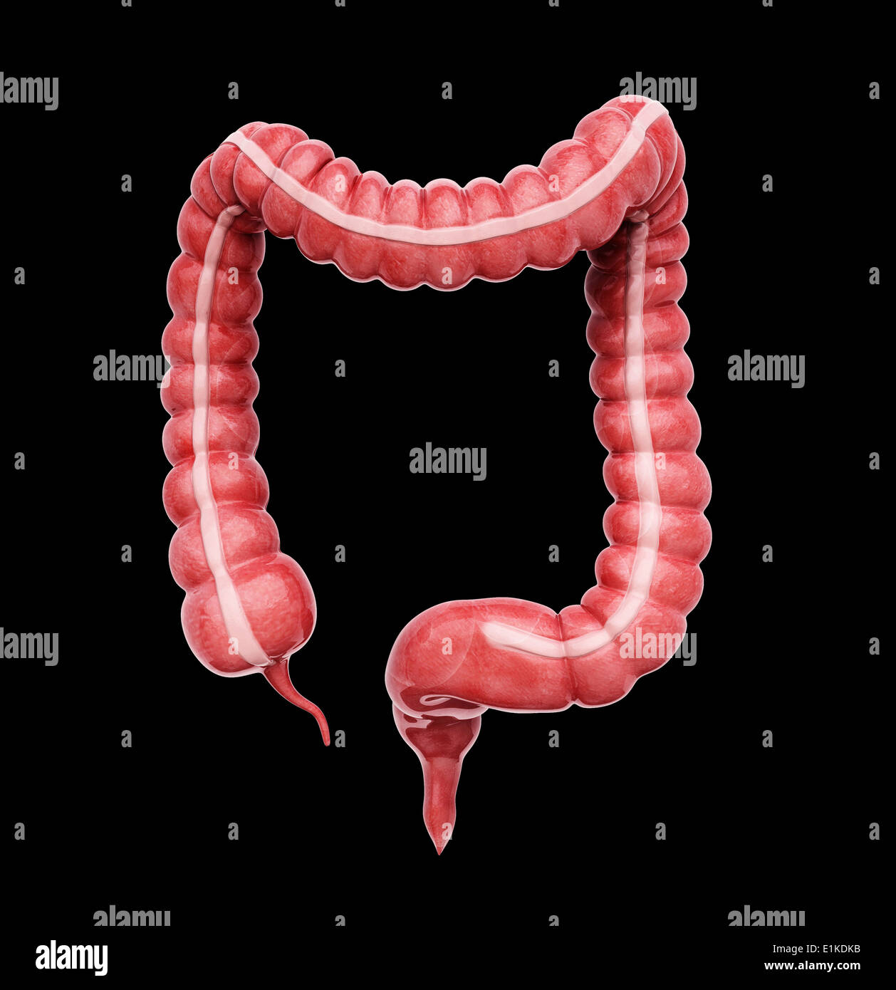 Descending colon intestine -Fotos und -Bildmaterial in hoher Auflösung ...