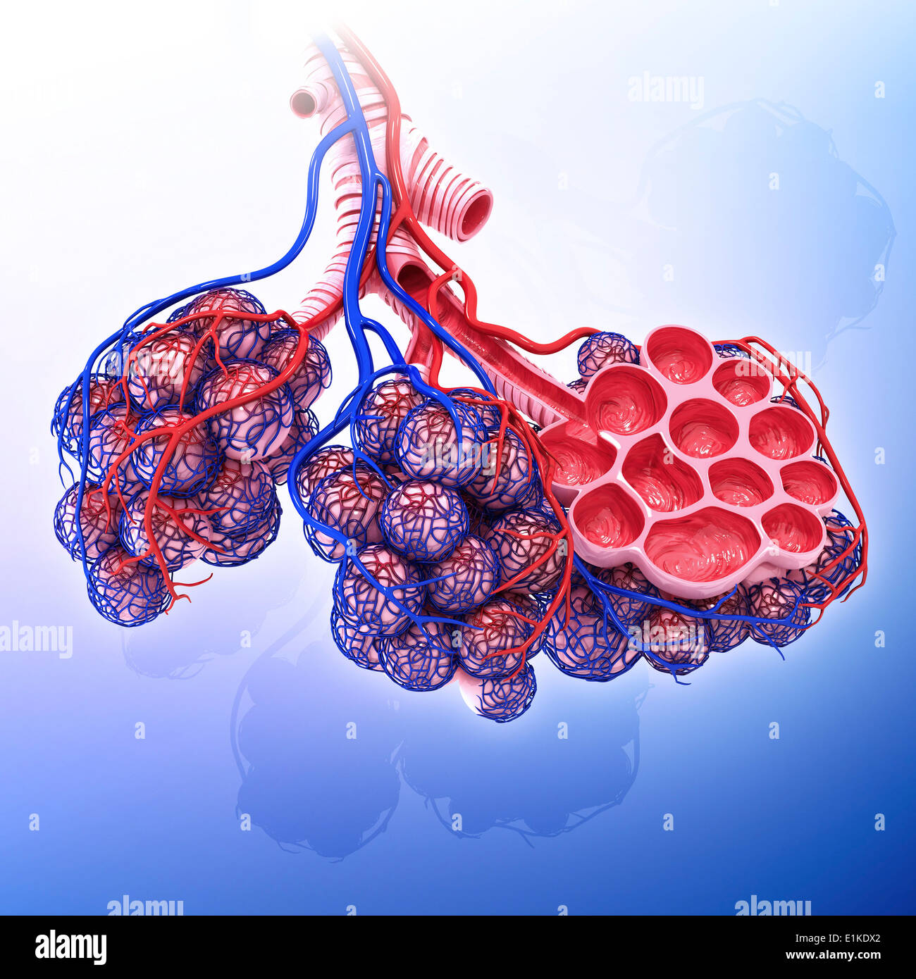 Bronchiole alveoli -Fotos und -Bildmaterial in hoher Auflösung – Alamy